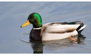 58 Types of Ducks (With Pictures) – Identification Guide - AMERICAN ...