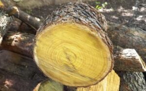 25 Types of Trees With Yellow Wood – Identification Guide - AMERICAN ...