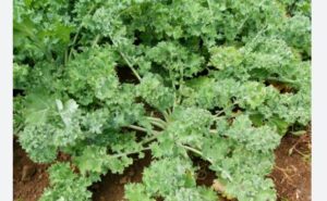 Siberian Kale: Origin, Identifying Characteristics & Cultivation ...