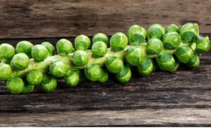 Brussels Sprouts: Origin, Identifying Characteristics & Cultivation ...