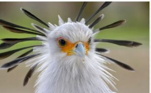 36 Most Popular Types of Birds: Iconic Feathers of the Avian World ...