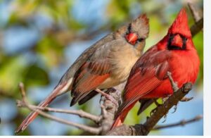 52 Types of Red Birds: Striking Crimson Beauties of the Avian World ...