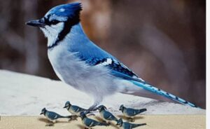 15 Types of Jay Birds (With Pictures) – Identification Guide - AMERICAN ...