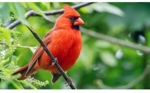 34 Types of Cardinal Birds (With Pictures) - AMERICAN GARDENER