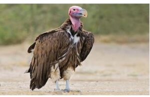 24 Different Types of Vultures (With Pictures) - AMERICAN GARDENER