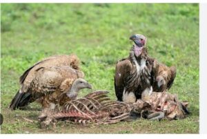 24 Different Types of Vultures (With Pictures) - AMERICAN GARDENER