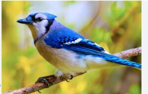 36 Most Popular Types of Birds: Iconic Feathers of the Avian World ...