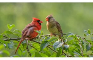 34 Types of Cardinal Birds (With Pictures) - AMERICAN GARDENER