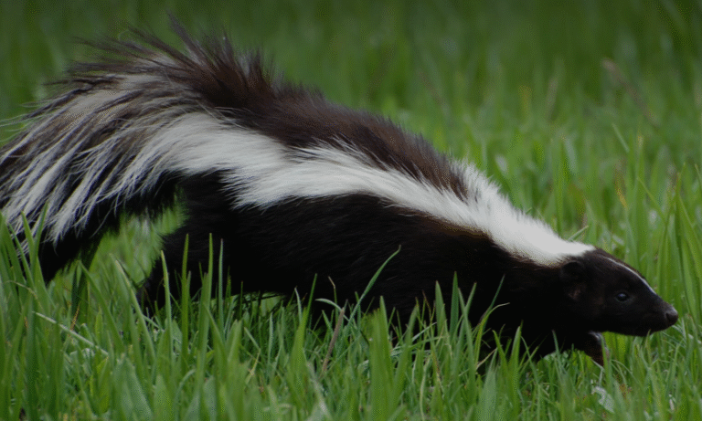 15 Types of Skunks- (Their Identifying Characteristics & Native Area ...