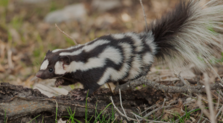 15 Types of Skunks- (Their Identifying Characteristics & Native Area ...