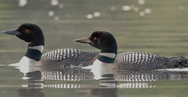15 Types of Loons - (Their Identifying Characteristics & Native Area ...
