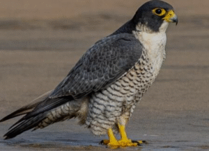 54 Types of Falcons - Identification Guide - AMERICAN GARDENER