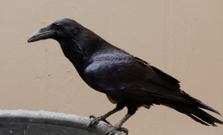 14 Different Species of Ravens – Identification Guide - AMERICAN GARDENER