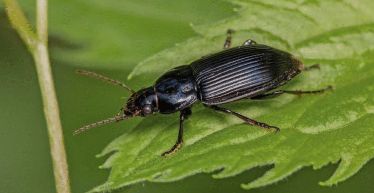 48 Types of Beetles - Identification Guide (Description & Pictures ...