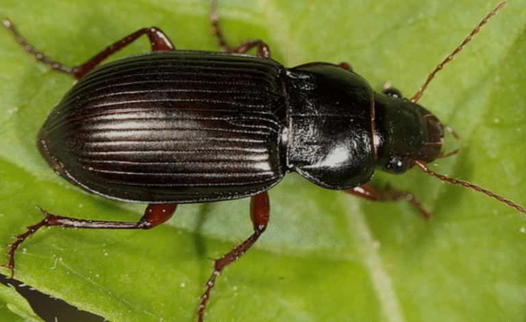 48 Types of Beetles – Identification Guide (Description & Pictures ...