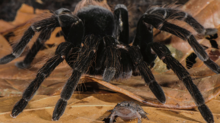 24 Types of Tarantula Species – Identification Guide - AMERICAN GARDENER
