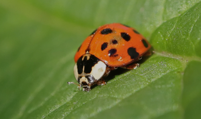 24 Types of Ladybugs - Identification Guide (With Pictures) - AMERICAN ...