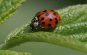 24 Types of Ladybugs - Identification Guide (With Pictures) - AMERICAN ...