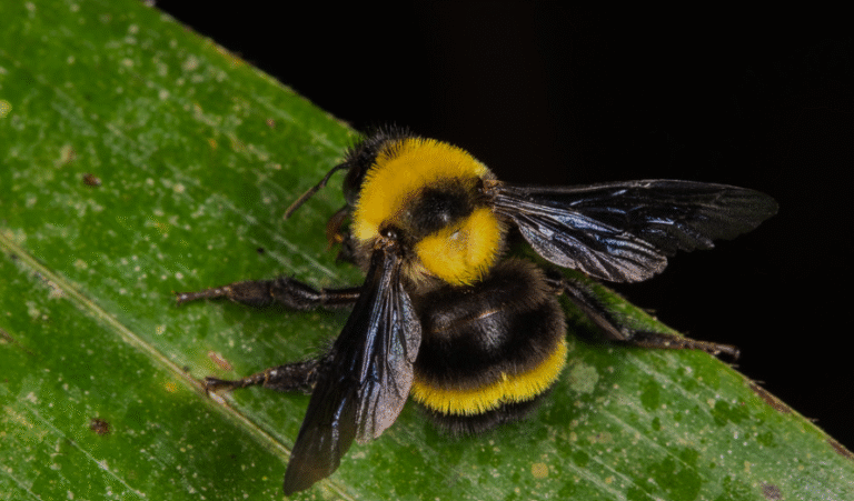 28 Types of Bumblebee (Bombus spp.) – Identification Guide - AMERICAN ...