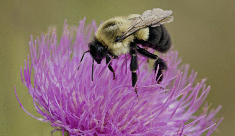 28 Types of Bumblebee (Bombus spp.) – Identification Guide - AMERICAN ...