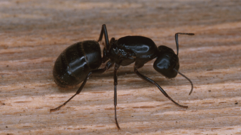 8 Types of Carpenter Ants (Camponotus spp.) - AMERICAN GARDENER