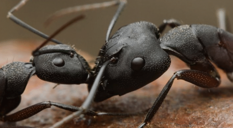 8 Types of Carpenter Ants (Camponotus spp.) - AMERICAN GARDENER