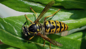 Yellowjacket Wasp (Vespula spp.) - AMERICAN GARDENER