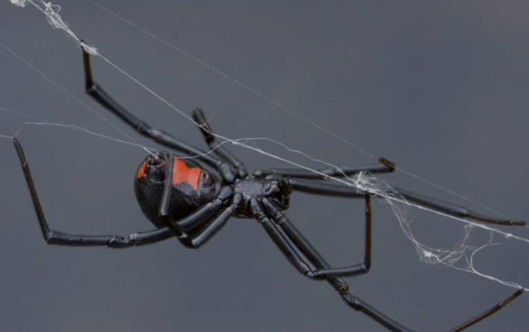 Black Widow Spider (Latrodectus mactans): Identification, Distribution ...