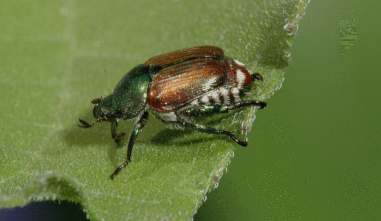 Japanese Beetles: Identification, Life Cycle & Other Facts - AMERICAN ...