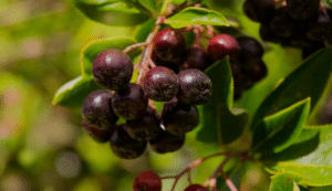 15 Types of Huckleberry – Identification Guide - AMERICAN GARDENER