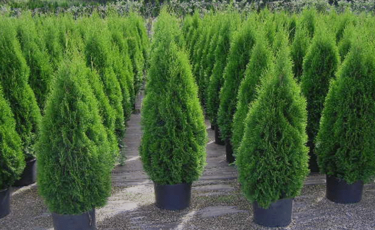 American Arborvitae (Thuja occidentalis): Facts & Care - AMERICAN GARDENER