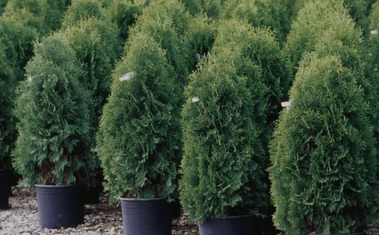 Techny Arborvitae (Thuja occidentalis ‘Techny’): Facts & Care ...