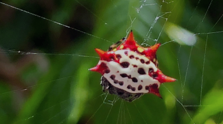 24 Spiders That Look Like Crabs- (Identification Guide) - AMERICAN GARDENER