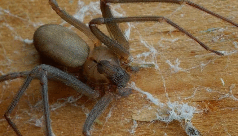 21 Spiders That Are Known to Bite Humans – Identification Guide ...