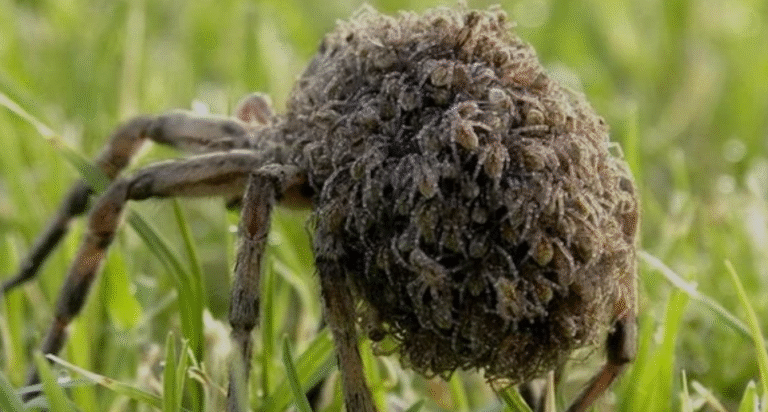 16 Spiders That Carry Their Babies On Their Back - AMERICAN GARDENER
