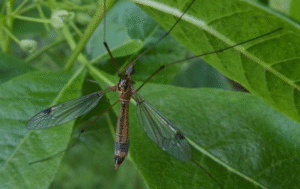 24 Types of Bugs That Fly - (Identification Guide) - AMERICAN GARDENER
