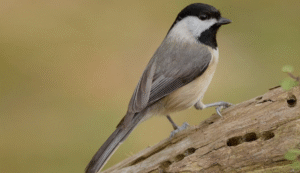 14 Types of Chickadees – Identification Guide - AMERICAN GARDENER