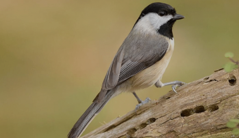 14 Types of Chickadees - Identification Guide - AMERICAN GARDENER