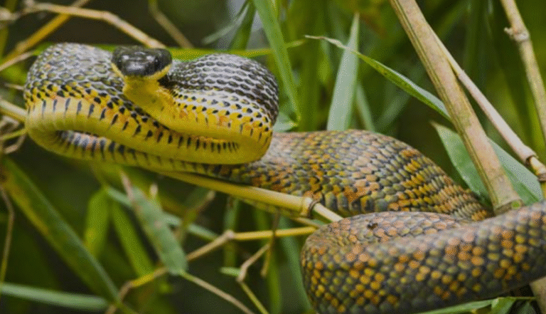 30 Birds That Eat Snakes – Identification Guide - AMERICAN GARDENER