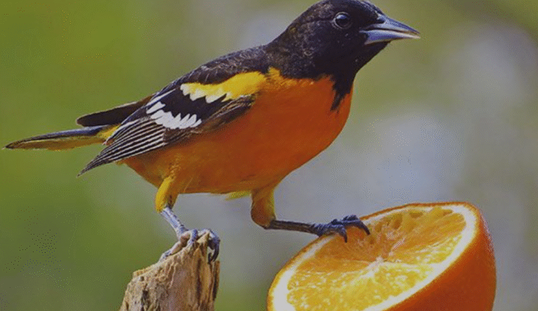 28 Birds That Eat Oranges -Identification Guide - AMERICAN GARDENER