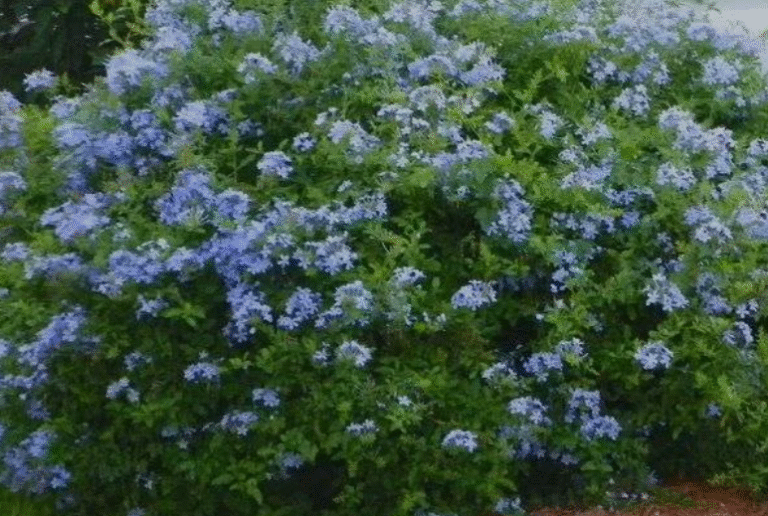 24 Shrubs With Deep Blue Flowers- (Identification Guide With Pictures ...