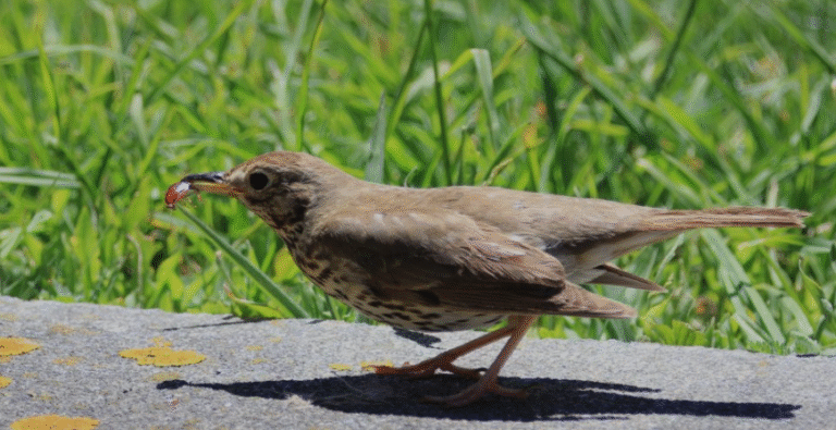 24 Birds That Eat Wasps -Identification Guide - AMERICAN GARDENER