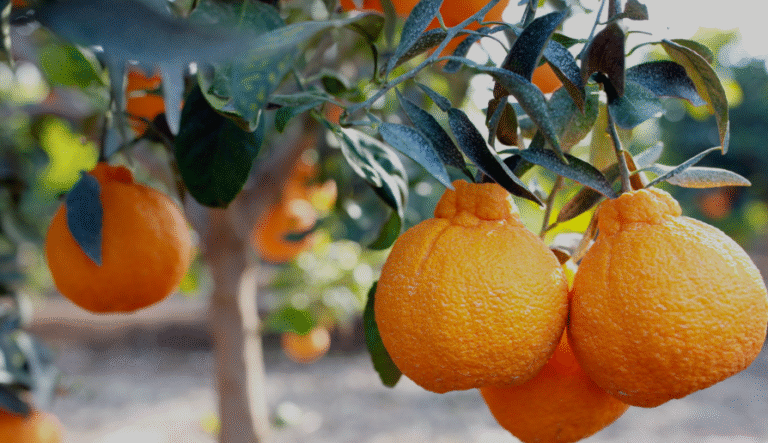 24 Types of Oranges That Are Easy to Peel - AMERICAN GARDENER