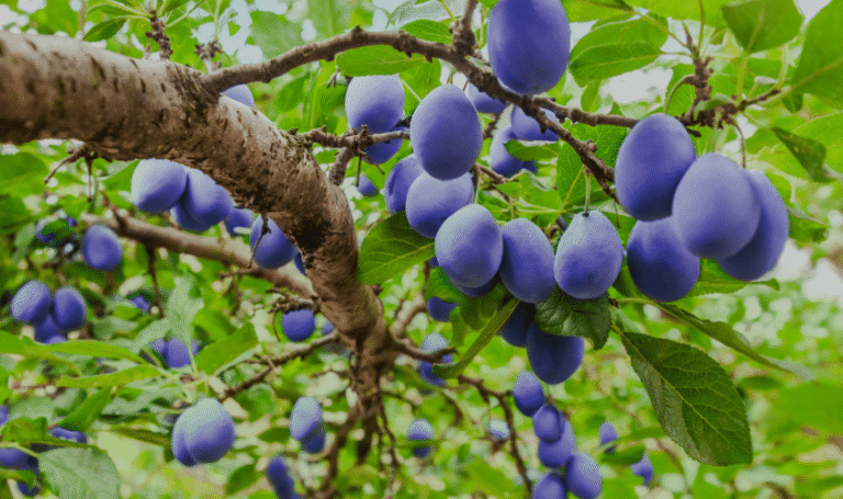 28 Types of Stone Fruits (Drupes) - AMERICAN GARDENER