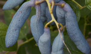 29 Naturally Blue Fruits – (Description, With Pictures) - AMERICAN GARDENER
