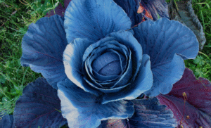 28 Naturally Blue Vegetables And Their Use - AMERICAN GARDENER
