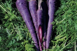 28 Naturally Blue Vegetables And Their Use - AMERICAN GARDENER