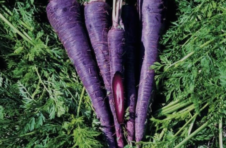 28 Naturally Blue Vegetables And Their Use - AMERICAN GARDENER