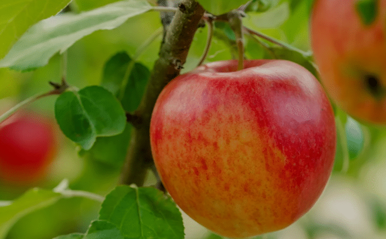 24 Types of Pome Fruits – (Description, With Pictures) - AMERICAN GARDENER