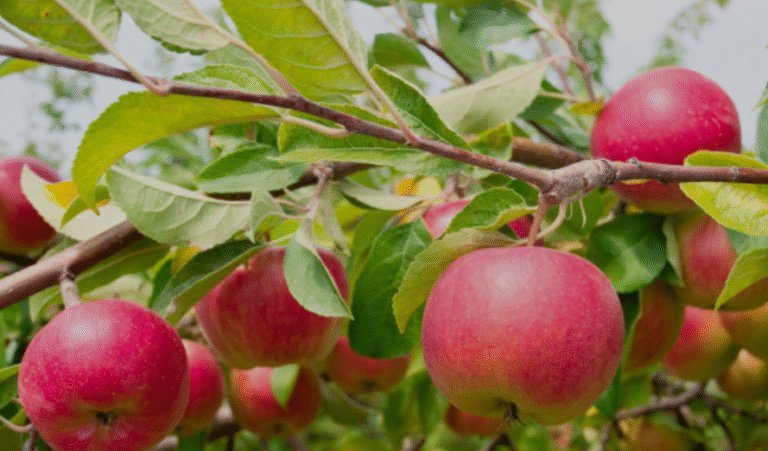 24 Types of Pome Fruits – (Description, With Pictures) - AMERICAN GARDENER